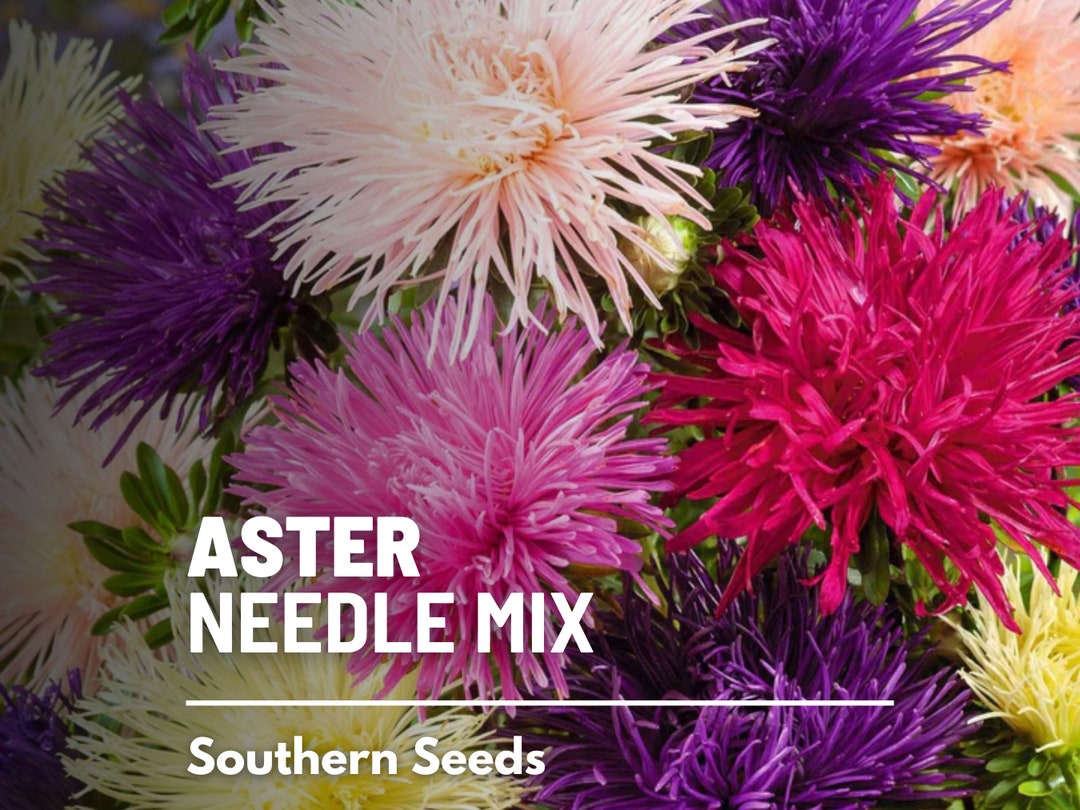 Aster, Needle Mix - 50 Seeds - Heirloom Flower - Easy to Grow ...