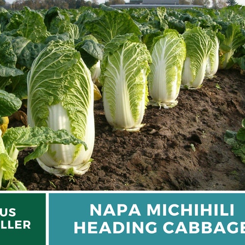 Michihili Heading Napa Cabbage Seed Heirloom Garden Greens - Etsy Michihili Heading Napa Cabbage Seed Heirloom Garden Greens - Etsy