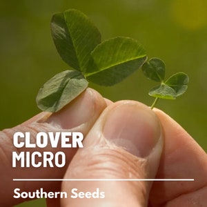 Micro Clover (mini Clover) Seeds – Perennial Lawn Alternative, White ...