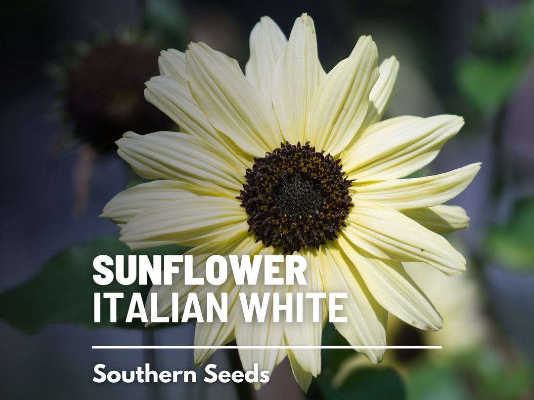 Sunflower, Italian White - 25 Seeds - Heirloom Flower, Ivory Blooms ...