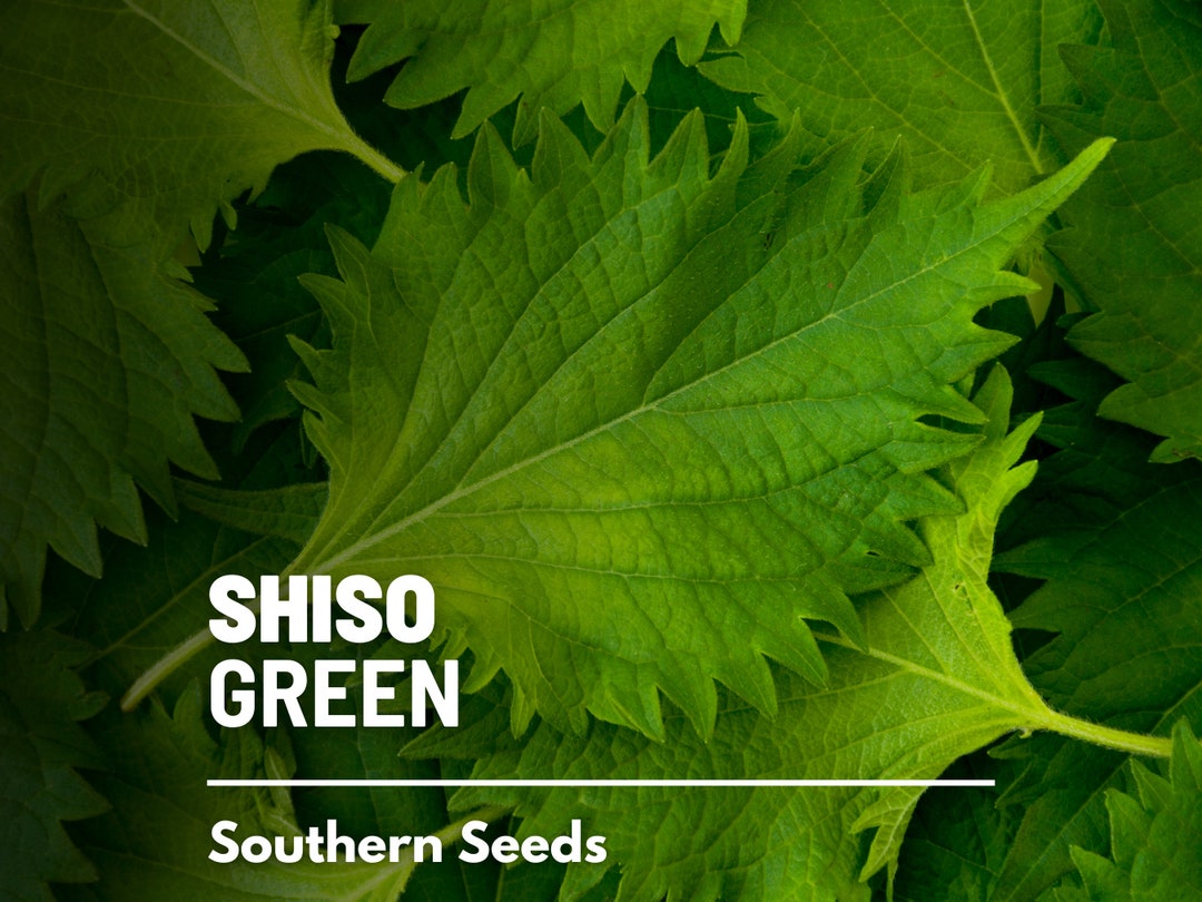 Shiso, Green - 200 Seeds - Heirloom Herb, Asian Medicinal & Culinary ...