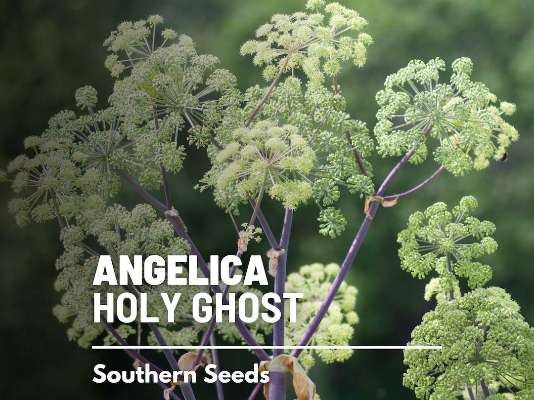 Angelica, Holy Ghost 50 Seeds Heirloom Medicinal & Culinary Herb Open ...