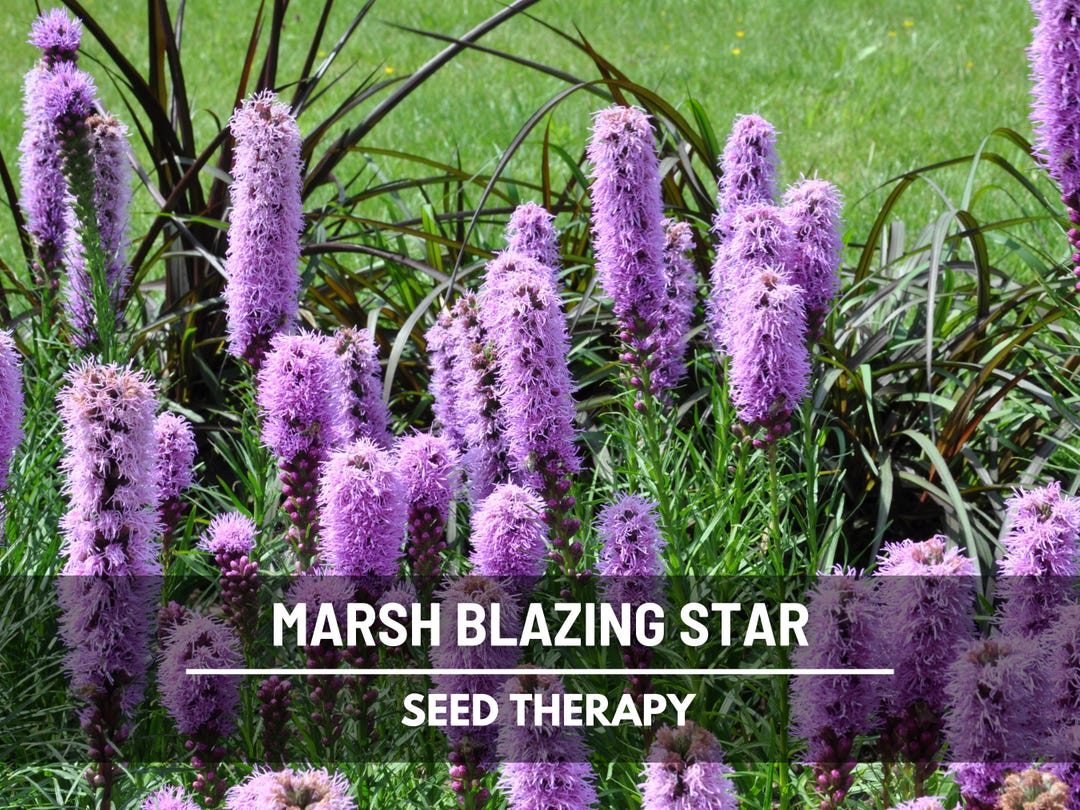 Marsh Blazing Star Seeds – Heirloom Flower, Spiked Gayfeather, Prairie ...