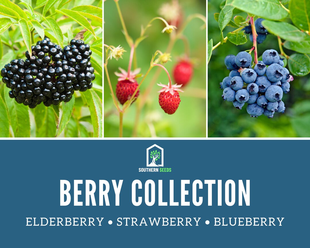 Berry Seed Collection elderberry Blueberry Strawberry - Etsy