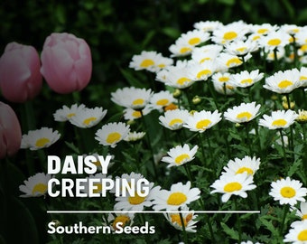 Creeping Daisy Seeds Chrysanthemum Paludosum Flower Seeds 10000 Seeds ...