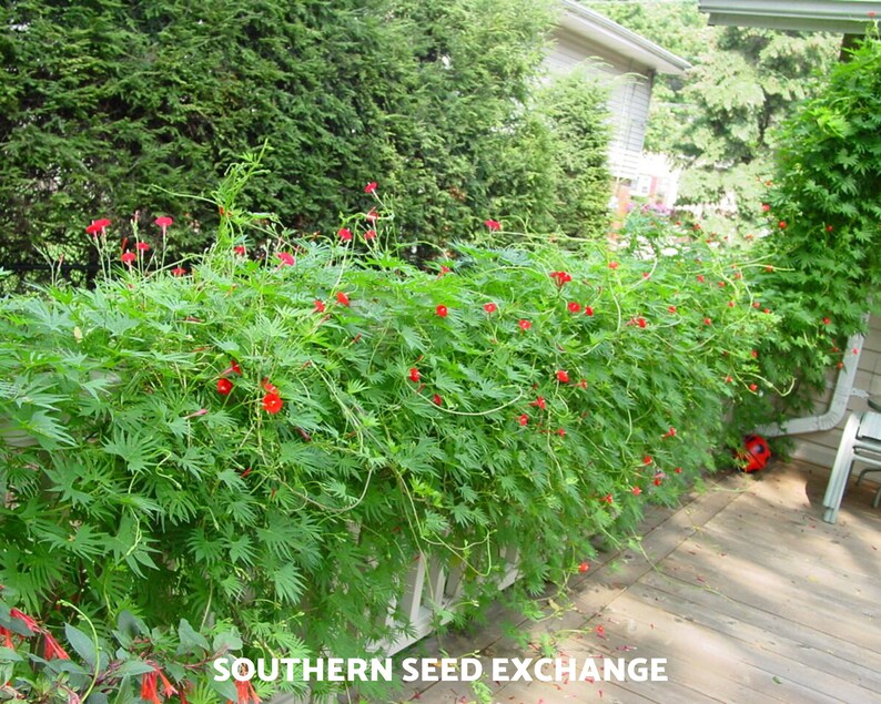 Cardinal Climber 30 Seeds Annual Vine Hummingbirds Love - Etsy