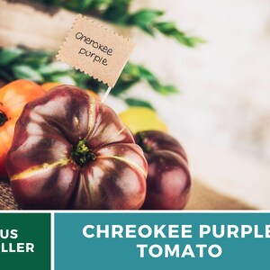 Cherokee Purple Tomato Seeds – Heirloom Vegetable, Best Tasting ...