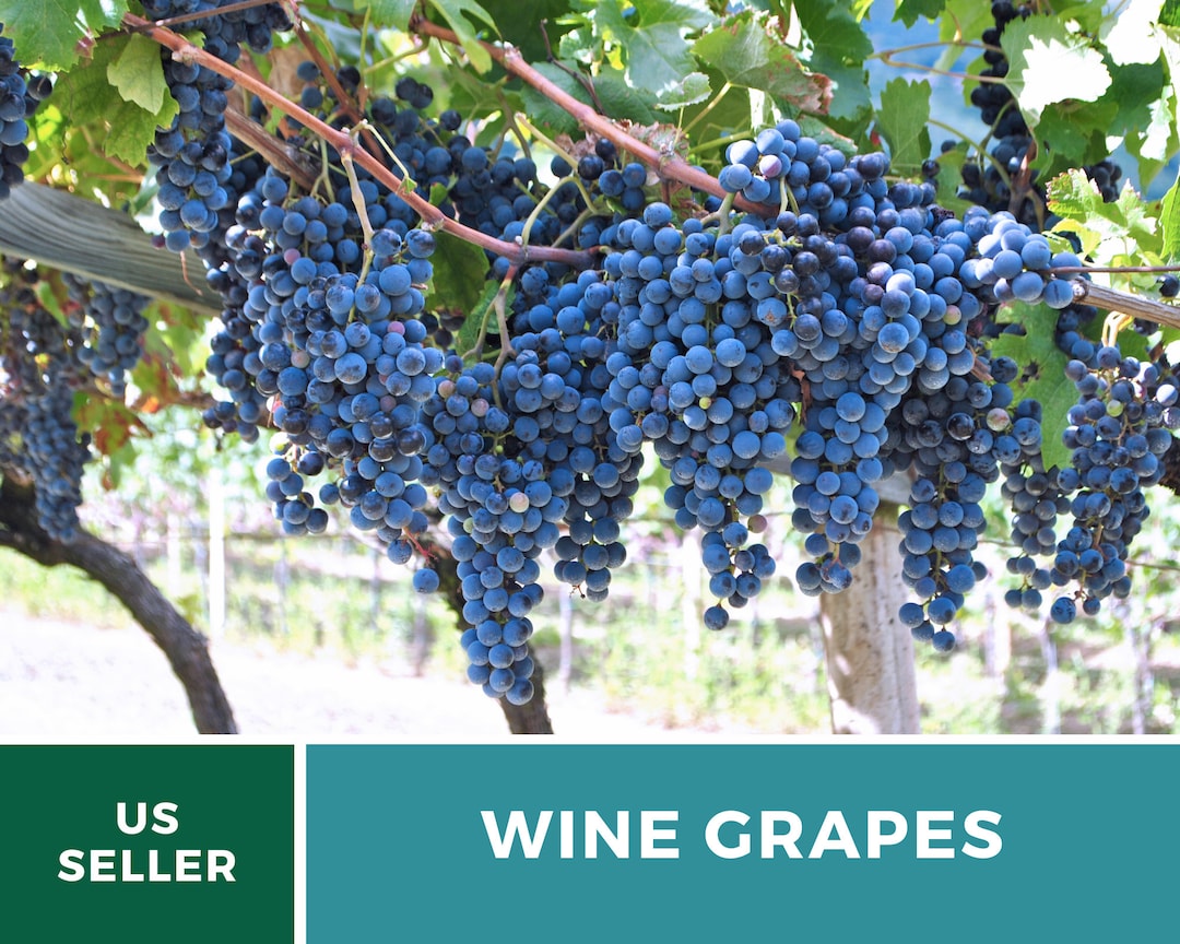 Grapes Wine 35 Seeds Heirloom Fruit Perfect for - Etsy