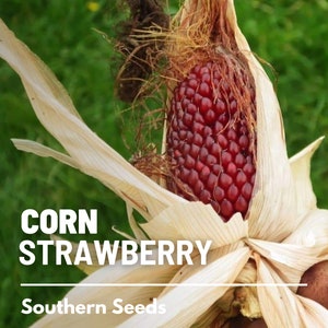 Corn, Strawberry - 30 Seeds - Heirloom Vegetable, Popcorn, Open ...