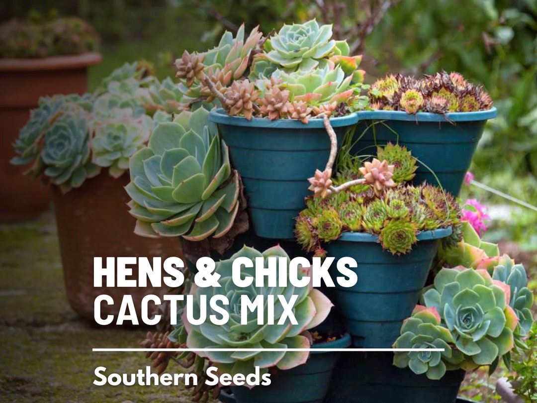 Hens & Chicks, Cactus Mix - 30 Seeds - Heirloom Succulent - Drought ...