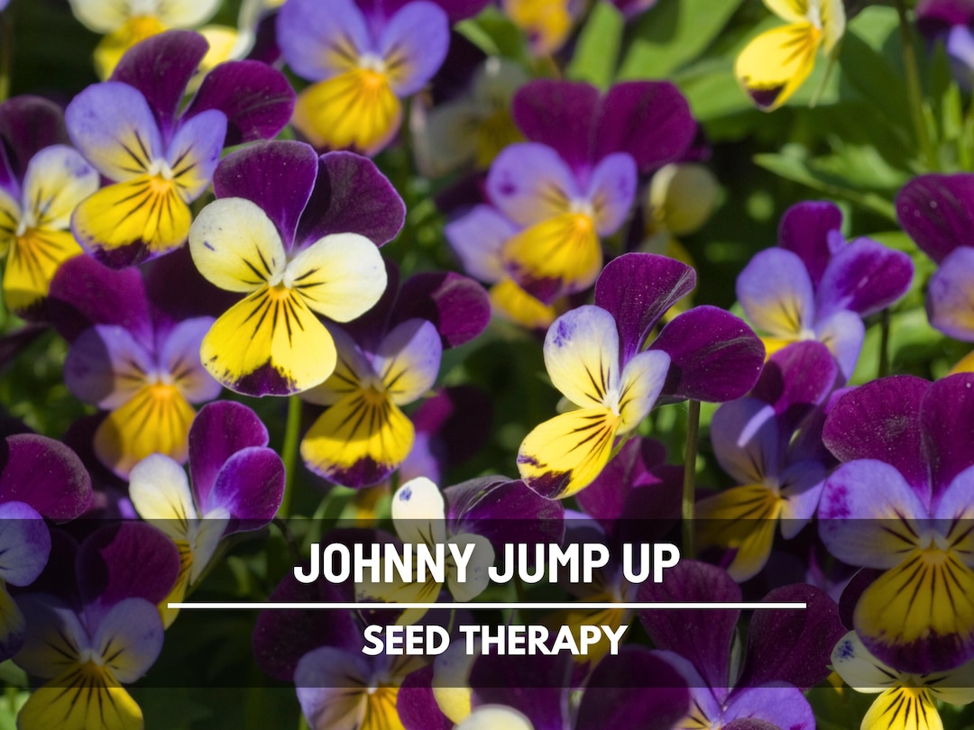 Johnny Jump up Seeds – Heirloom Viola Flower, Edible Garden Plant (200 ...