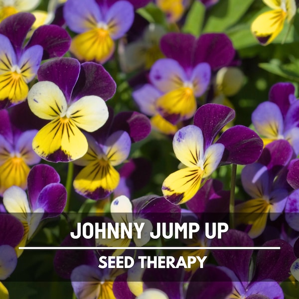 Johnny Jump Up - Etsy