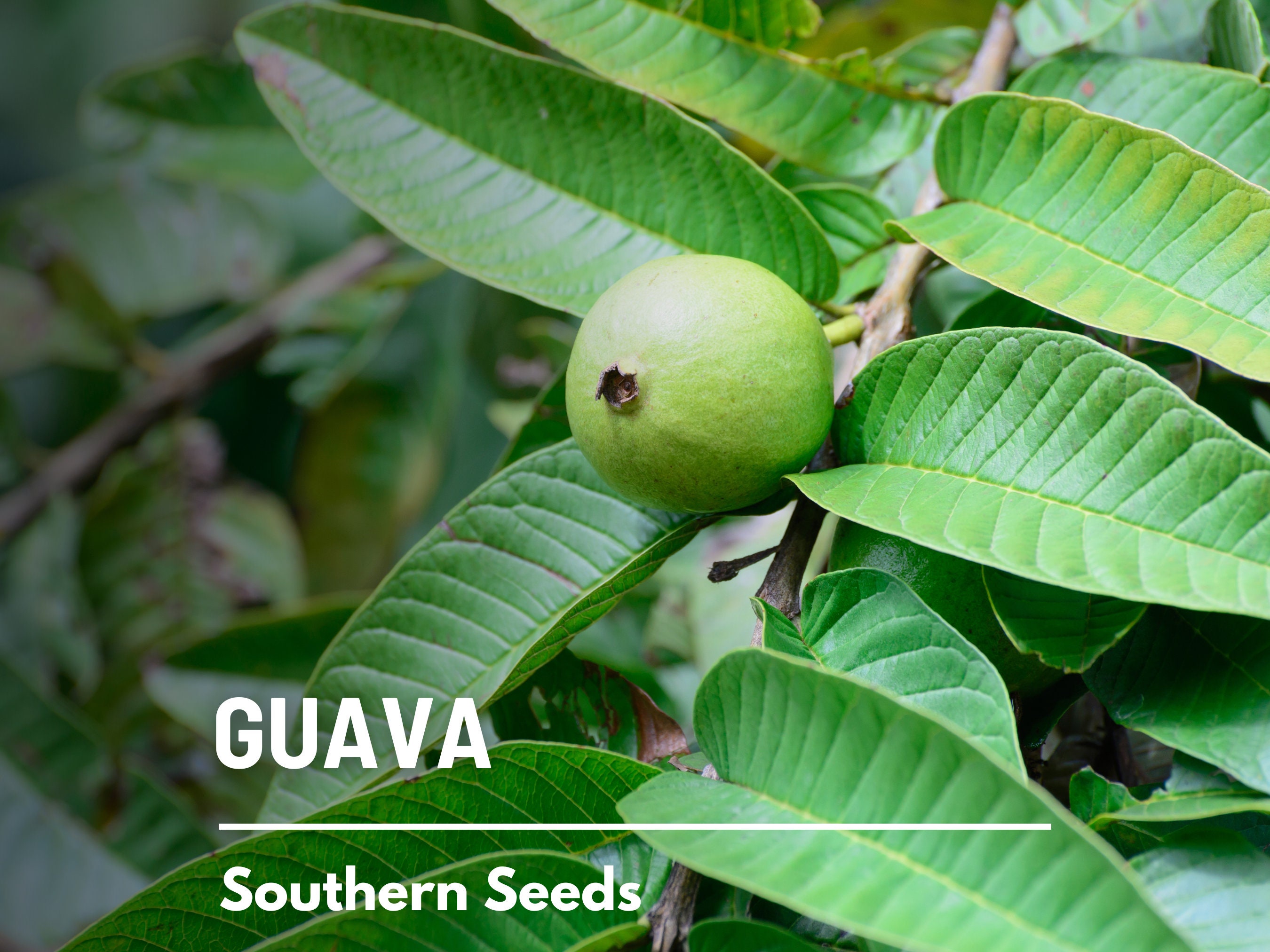 Guava Seeds – Heirloom, Exotic & Sweet Fruit Tree, Evergreen Shrub ...