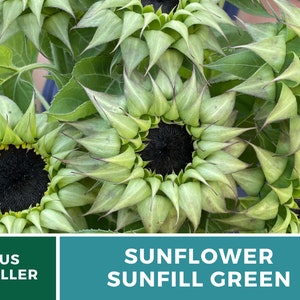 Sunflower, Sunfill Green - 25 Seeds - Heirloom Flower, Unique Plant ...