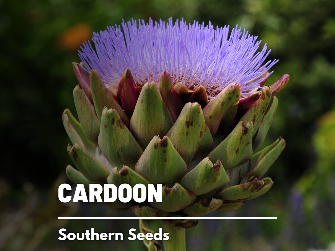 Cardoon artichoke Thistle 25 Seeds Heirloom Vegetable Edible Stalks and ...