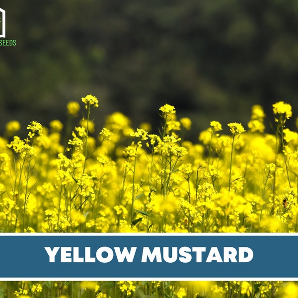 Mustard Colour - Etsy
