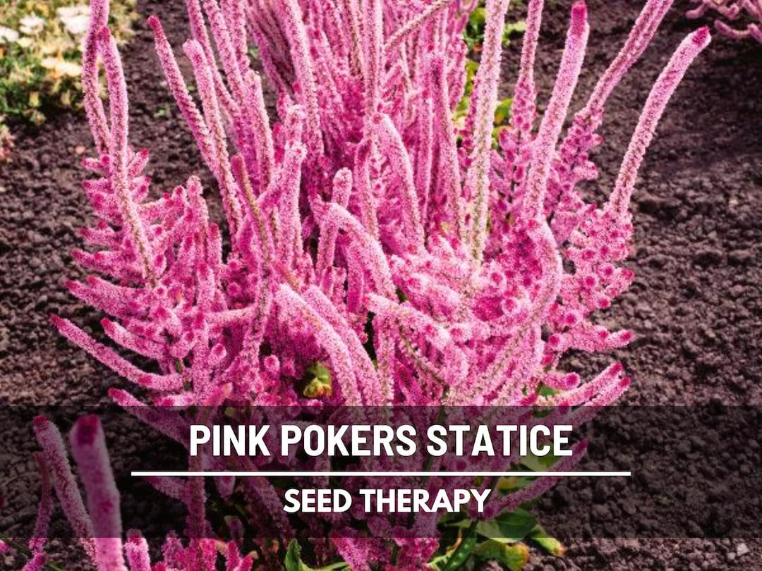 Statice Pink Pokers Seeds – Heirloom, Russian Statice, Sea Lavender ...