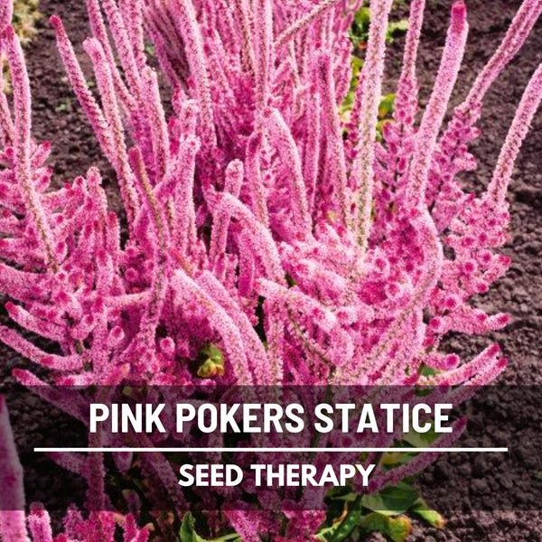 Statice Flowers - Etsy