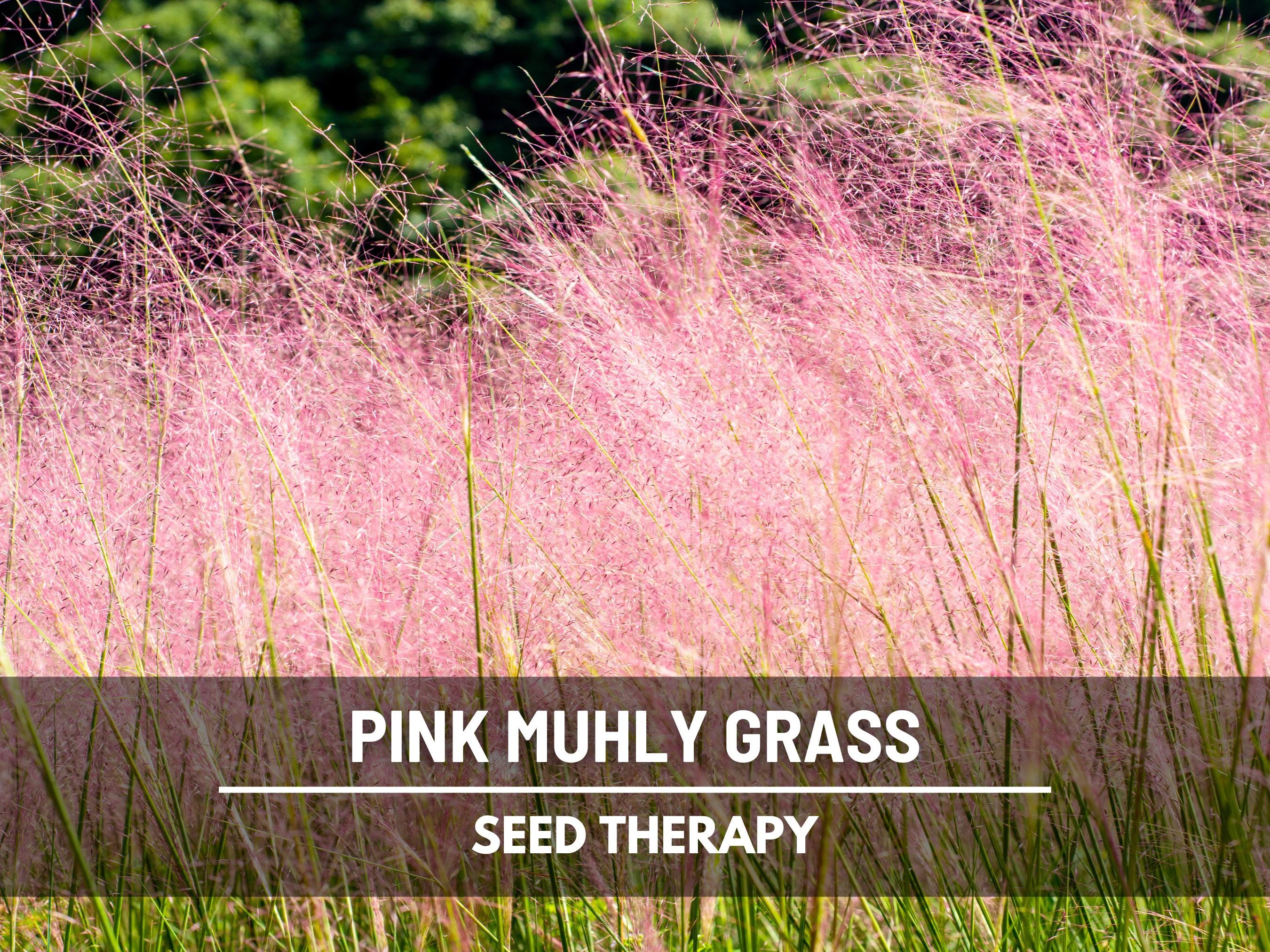 Pink Muhly Grass Seeds – Heirloom Ornamental, Drought Resistant & Easy ...