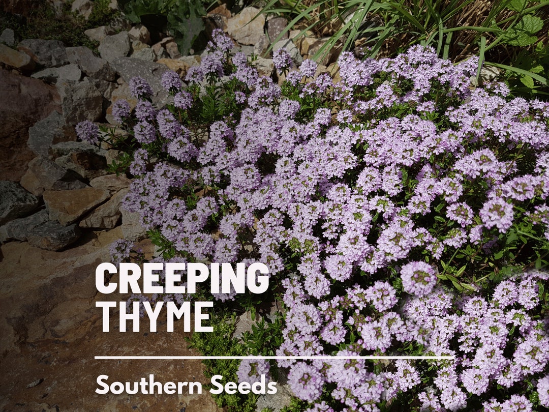 Thym rampant 50 graines Herbe ancienne Couvre-sol parfumé Thymus ...