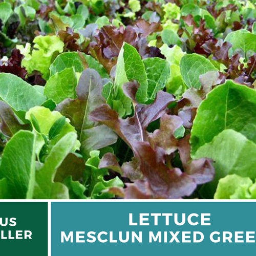 USA SELLER Ruby Red Lettuce Seeds Lettuce 500 Seeds HEIRLOOM - Etsy