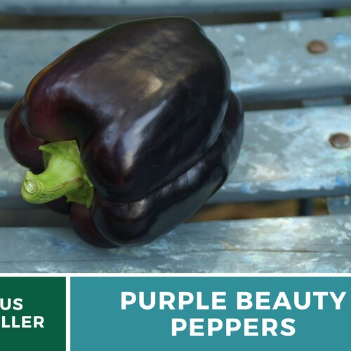Heirloom Big Red Sweet Bell Pepper Seeds Capsicum Annuum - Etsy