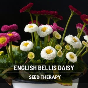 English Daisy Seeds (super Enorma Mix) – Heirloom, Large Colorful ...
