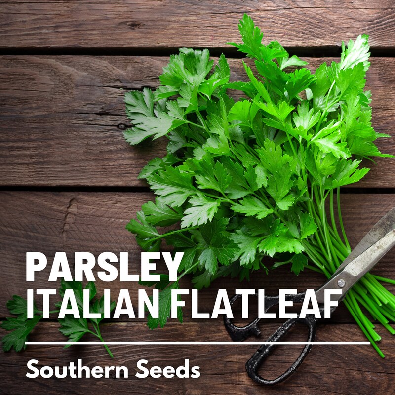 Parsley - Etsy