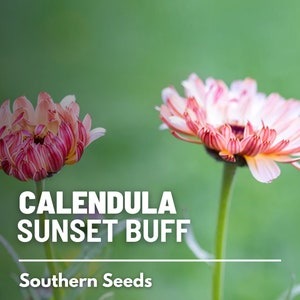Sunset Buff Calendula Seeds – Heirloom Medicinal Flower With Apricot ...