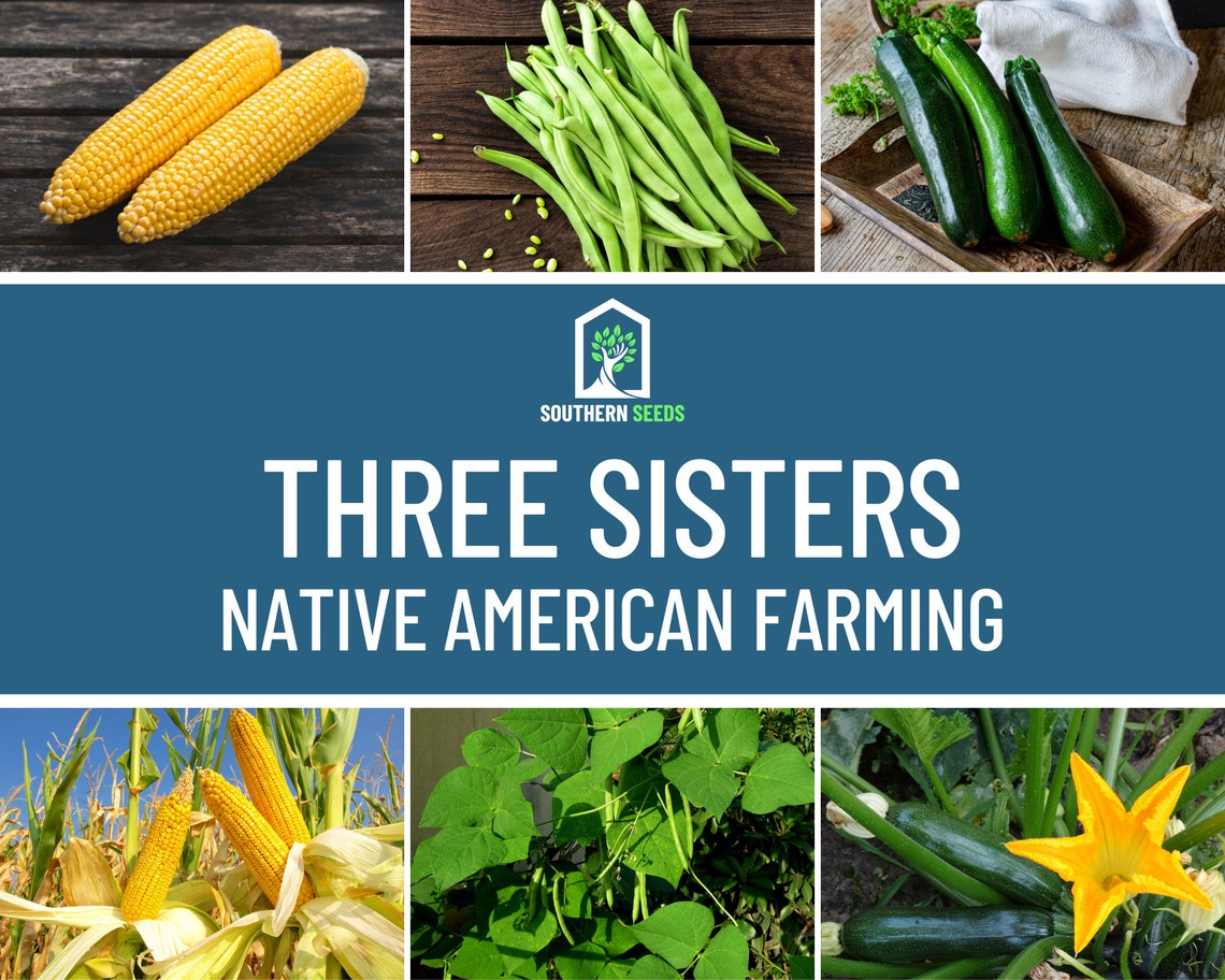 Three Sisters Seed Collection Native American Farming - Etsy