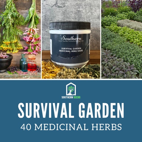 Medicinal Herb Seed Collection 10 Essential Heirloom - Etsy