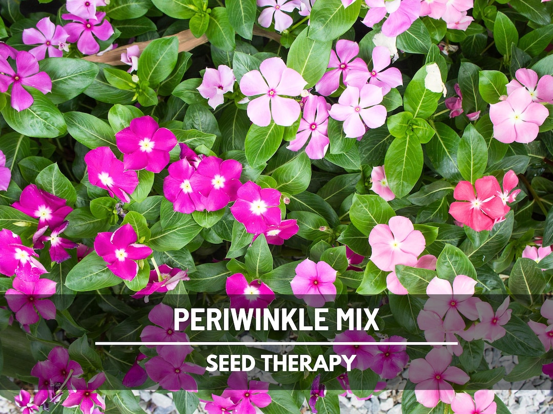 Periwinkle Mix Seeds – Heirloom Flower, Pink to Rose Blooms, Drought ...