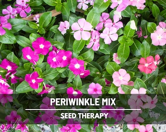 100 Vinca Mixed Color Flower Seeds - Etsy
