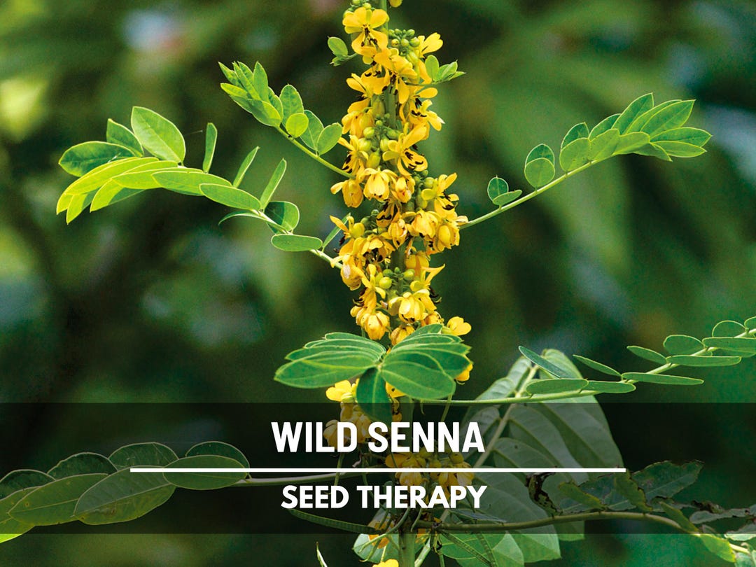 Wild Senna Seeds – Medicinal Herb, Heirloom, Perennial, Bright Yellow ...