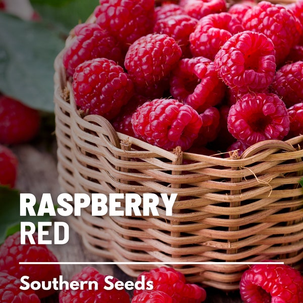 Raspberry Seeds - Etsy