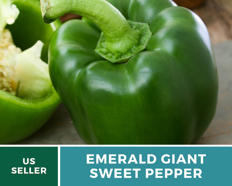 Pepper Emerald Giant Sweet Bell 30 Seeds Easy to Grow - Etsy