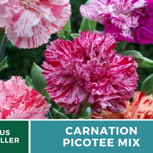 Carnation Chabaud Picotee Mix Seeds – Heirloom Flower With Fringed ...