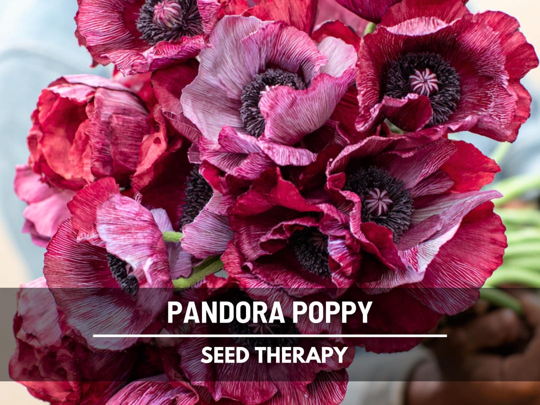 Pandora Poppy Seeds – Heirloom Flower, Corn Poppy, Striking Lilac ...