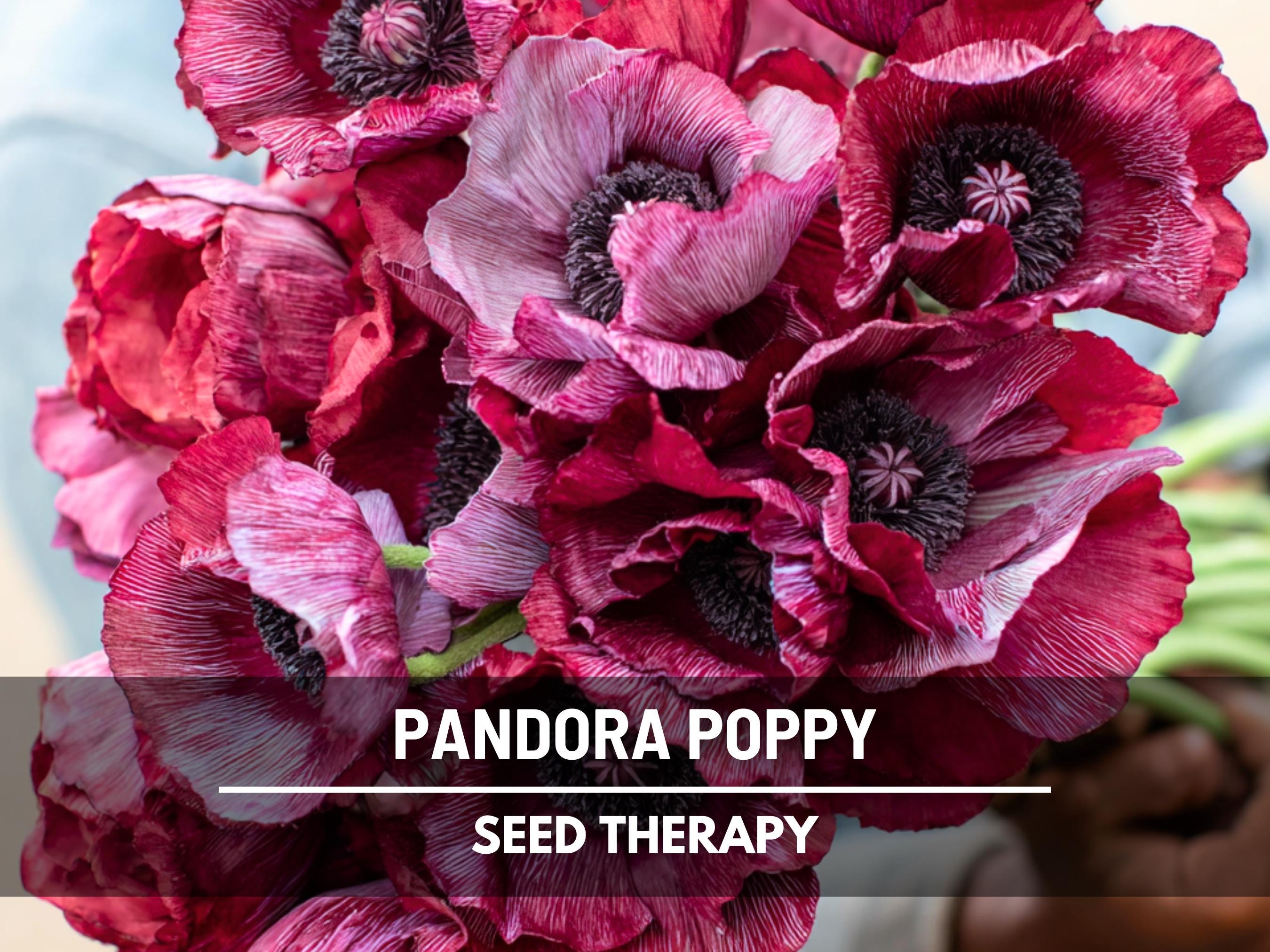 Pandora Poppy Seeds – Heirloom Flower, Corn Poppy, Striking Lilac ...