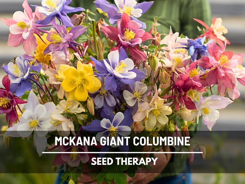 Columbine Mckana Giant Mix Seeds – Hybrid Flower, AAS Winner & Giant ...