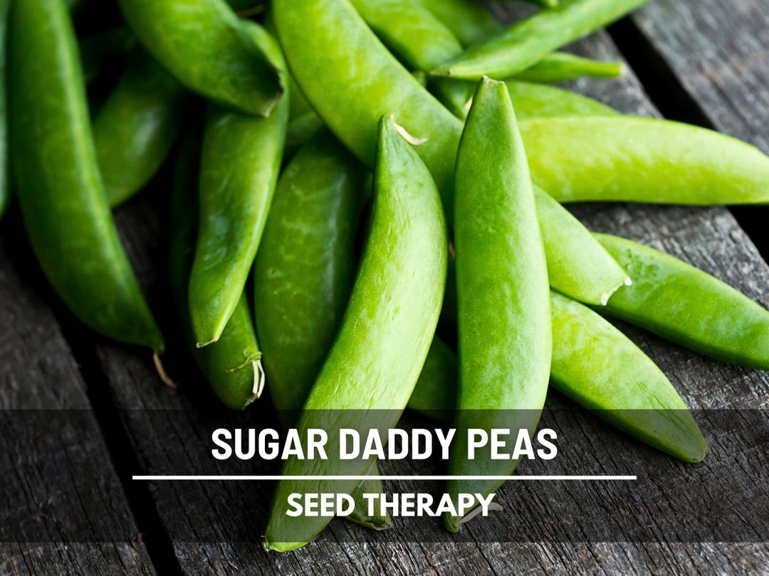 Sugar Daddy Pea Seeds – Heirloom, Stringless Snap Pea, Sweet Edible Pod ...