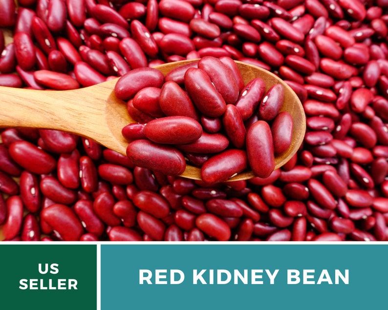 Bean Kidney Dark Red 20 Seeds Heirloom GMO Free - Etsy