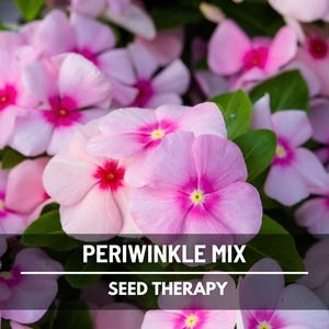 Periwinkle, Mix - 100 Seeds - Heirloom Flower, Pink to Rose Blooms ...