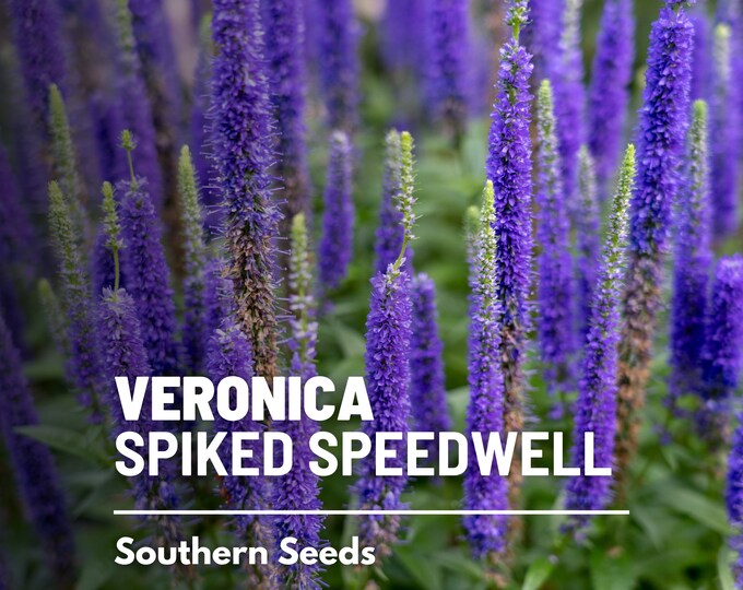 Veronica Spicata Sightseeing Mix (50 Flower Seeds) - Etsy