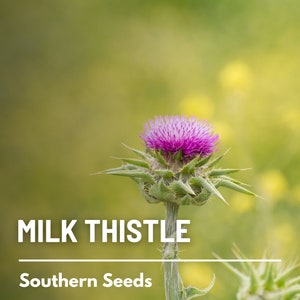 Milk Thistle Seeds (blessed Thistle) – Heirloom Medicinal & Culinary ...