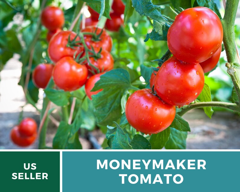 Moneymaker Tomato Seeds – Heirloom Vegetable, Indeterminate, Medium to ...
