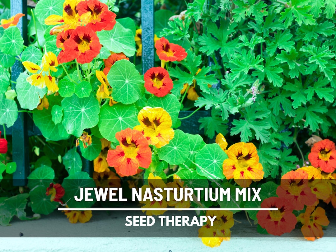 Nasturtium Jewel Mix Seeds – Heirloom, Colorful Edible Flowers for ...