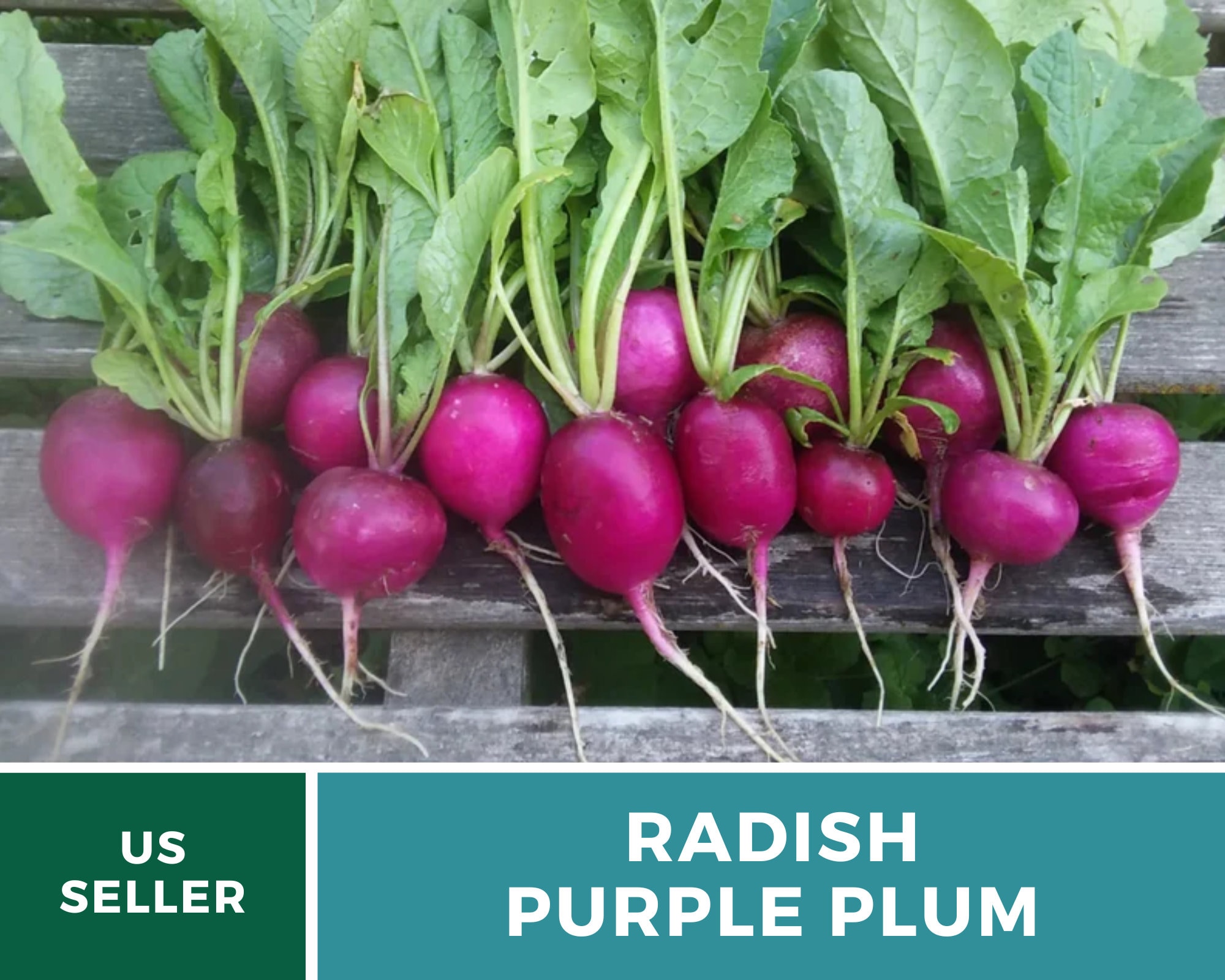 Purple Plum Radish Seeds – Heirloom Vegetable, Non-gmo, Crisp and Mild ...