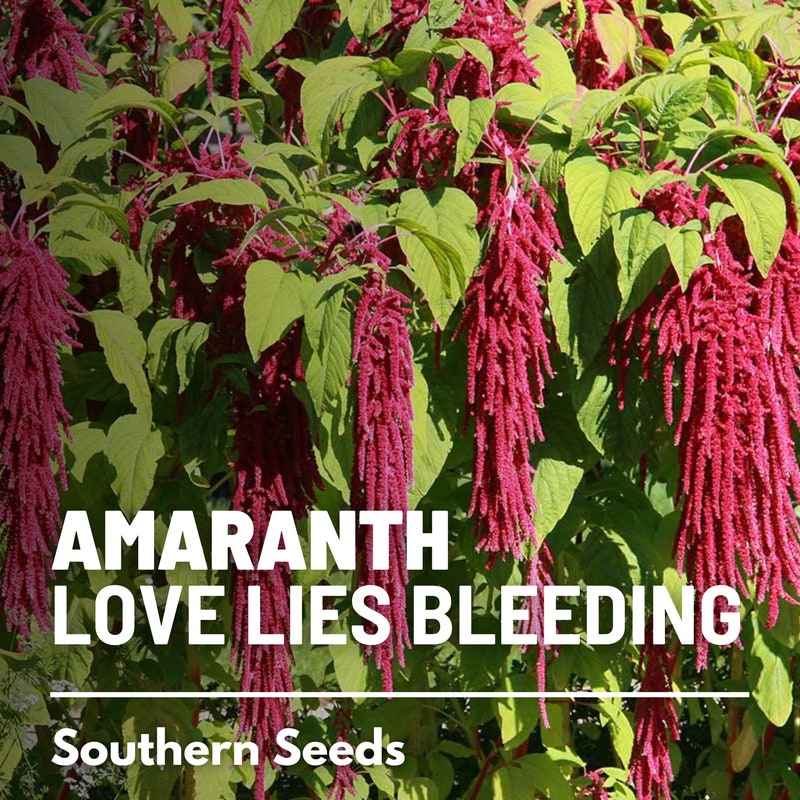 Love Lies Bleeding - Etsy