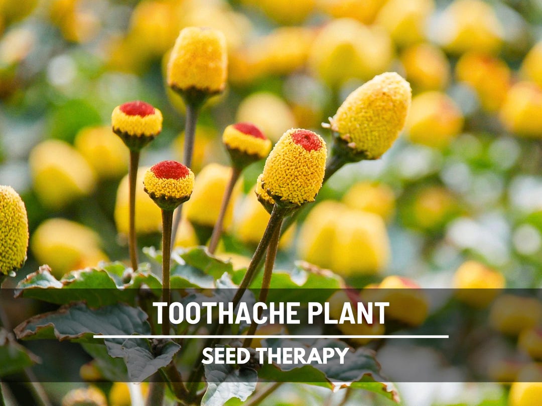 Toothache Plant Seeds – Heirloom Herb, Buzz Buttons, Electric Daisy ...
